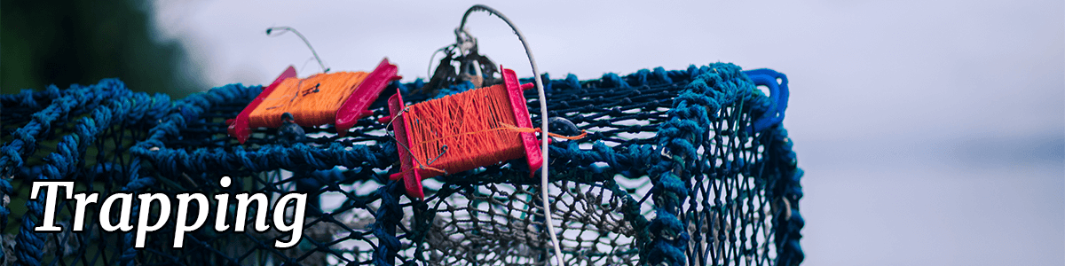 How to Trap or Catch Crayfish in the UK - OverLive